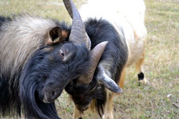 Impressed with Goat Fight in Hoang Su Phi - Ha Giang - Vietnam ...